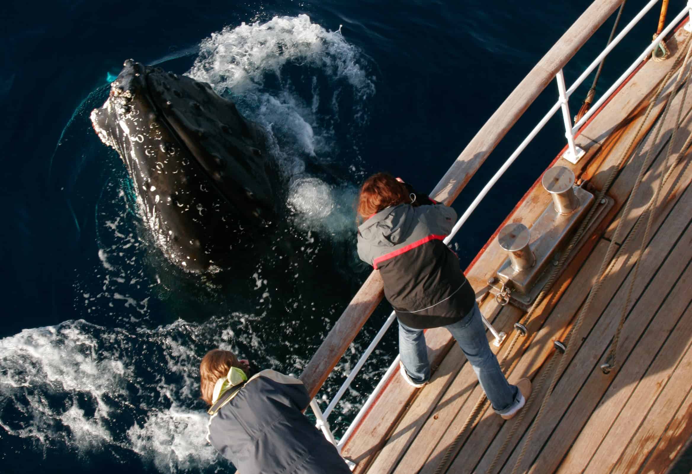 How to Spot and Identify Wildlife at Sea - Classic Sailing